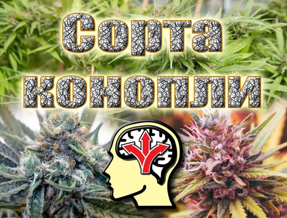 Сорта конопли | Блог MASTER SEED