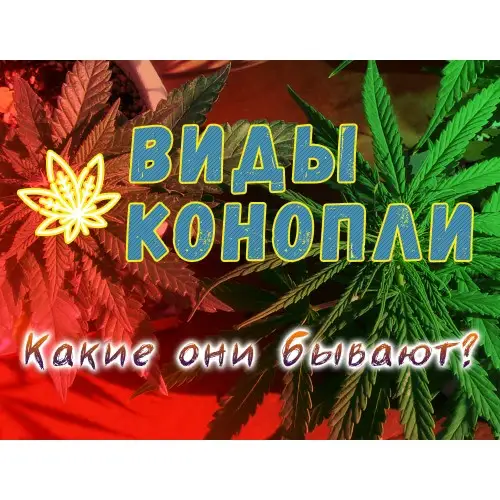 Виды конопли | Блог Master-Seed