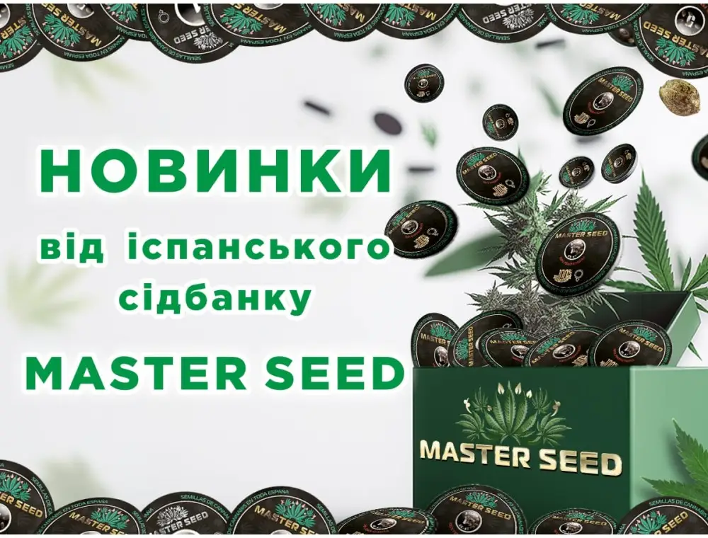 Поповнення насіння коноплі у MASTER SEED