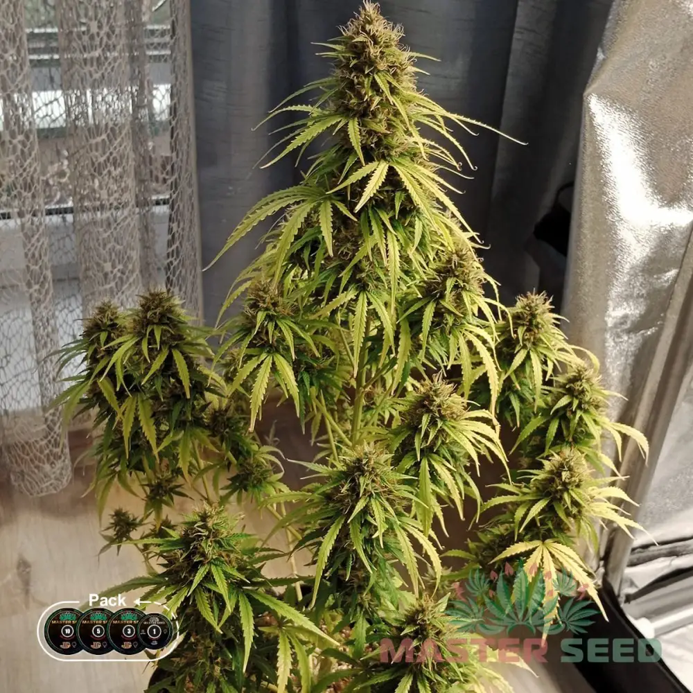 Семена конопли Gelato autofem. Испания | MASTER SEED
