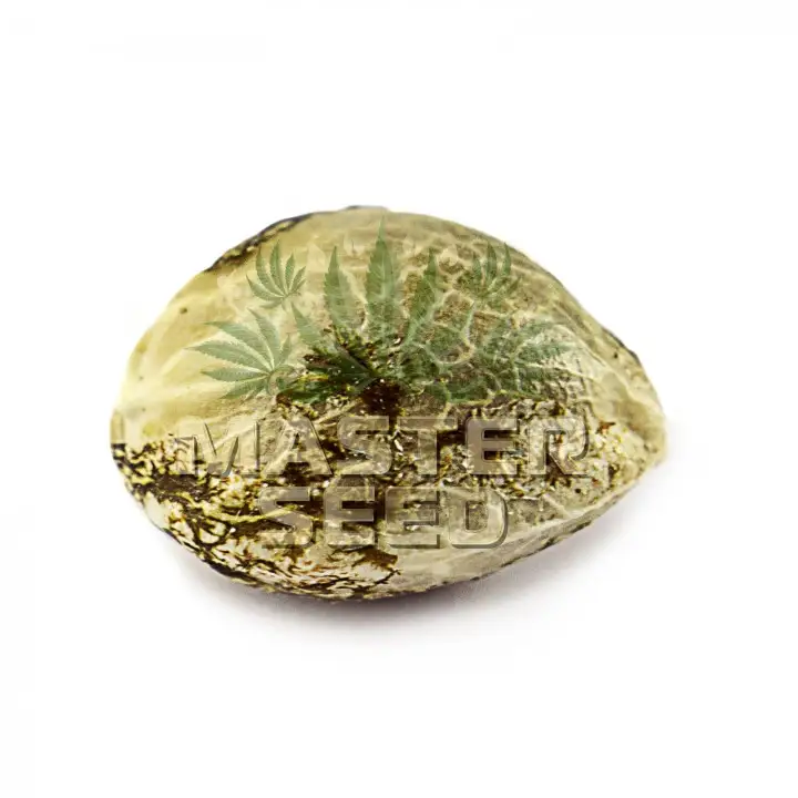 Насіння коноплі Lemon Skunk autofem. Іспанія | MASTER-SEED