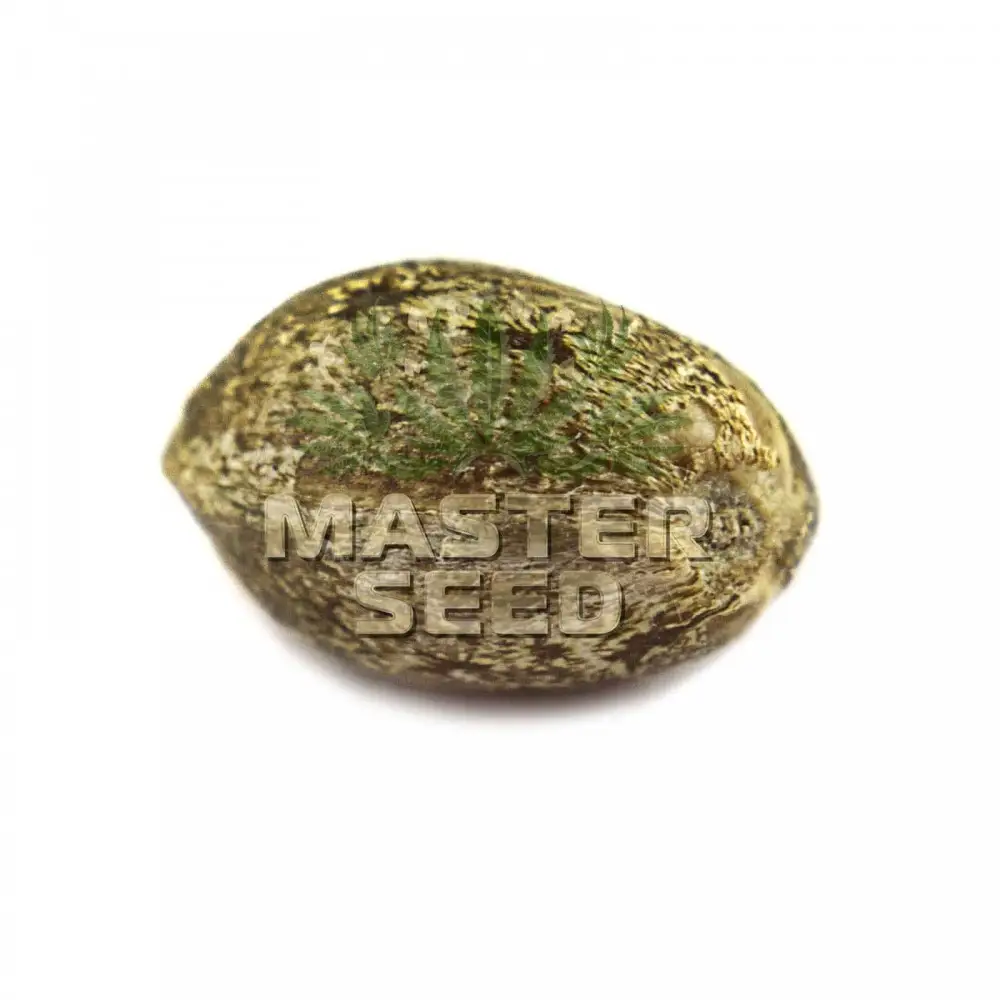 Семена конопли Great White Shark fem. Испания | MASTER-SEED