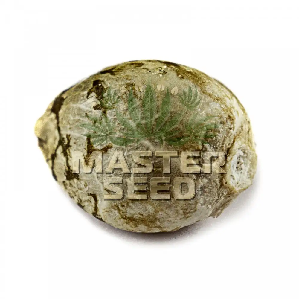 Семена конопли Power Plant fem. Испания | MASTER-SEED